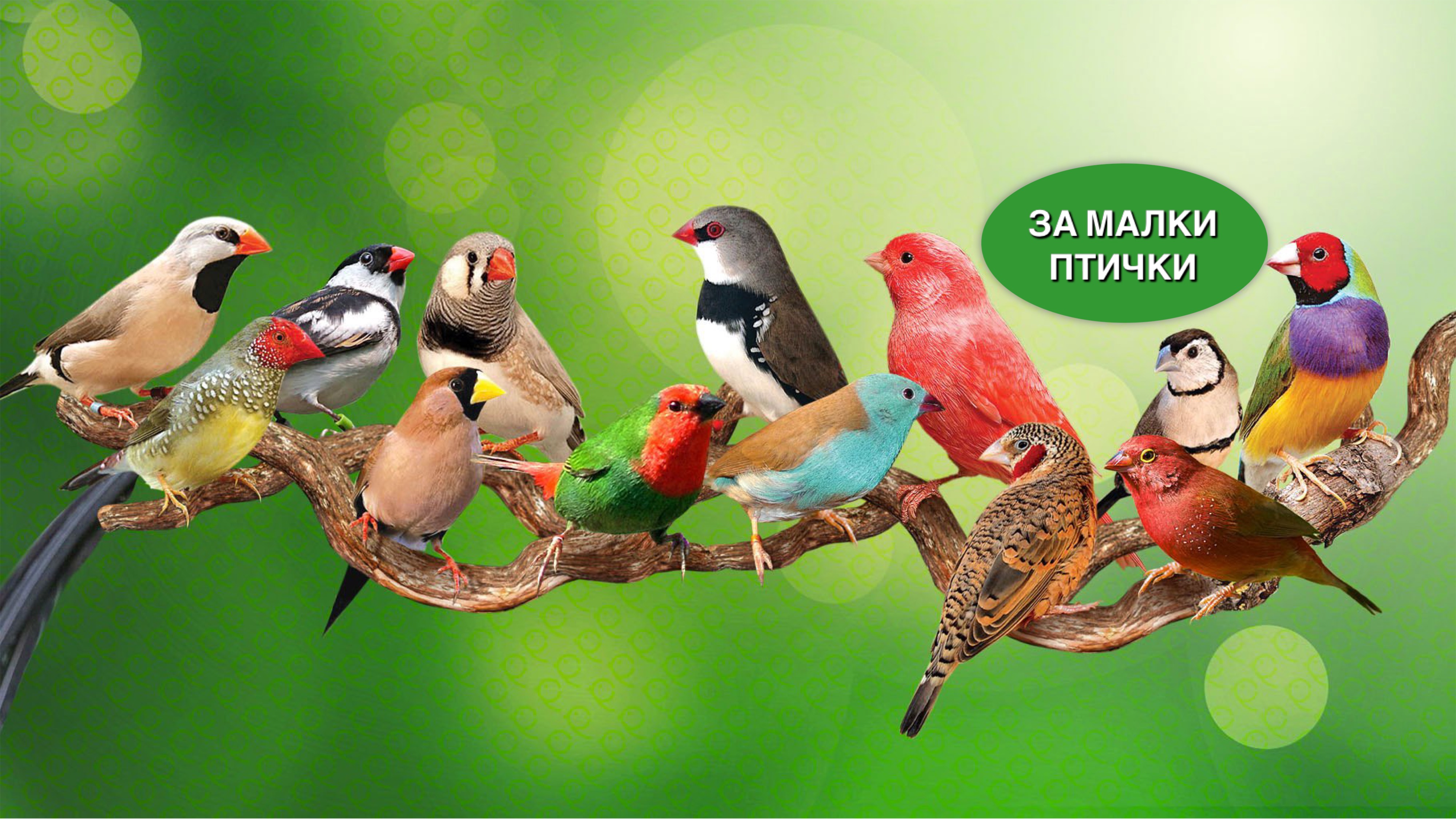 ЗА МАЛКИ ПТИЧКИ